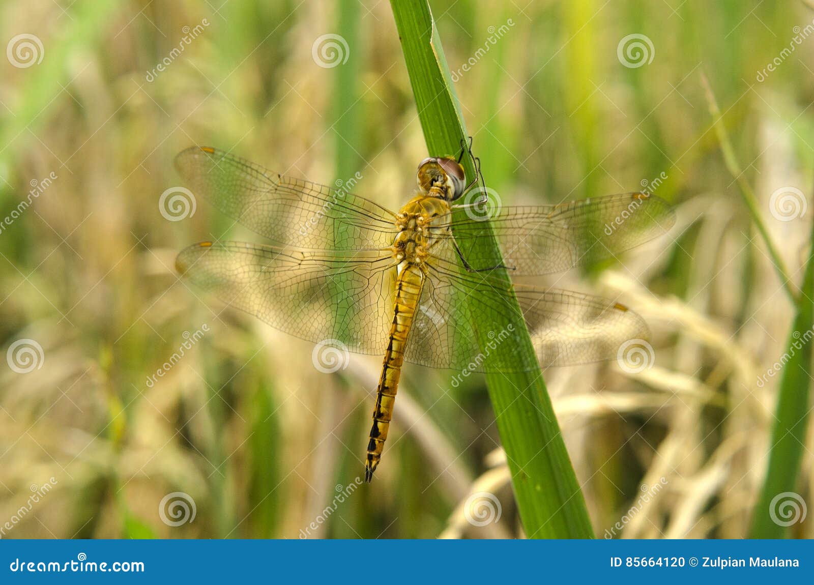 Yellow dragonfly stock photo. Image of outdoor, green - 85664120
