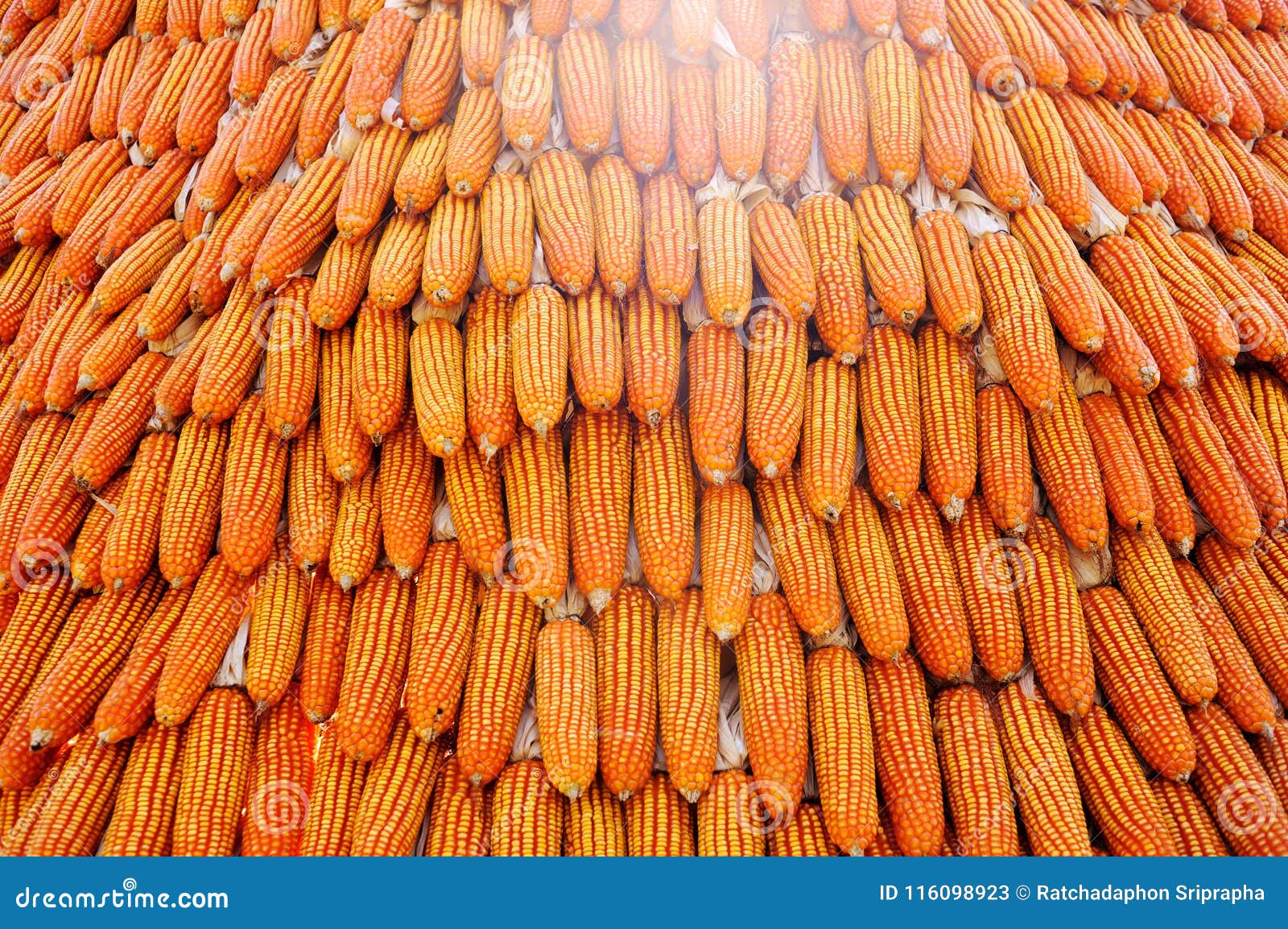 Dried Corn Bundle Together Texture Stock Photos - Free & Royalty-Free ...
