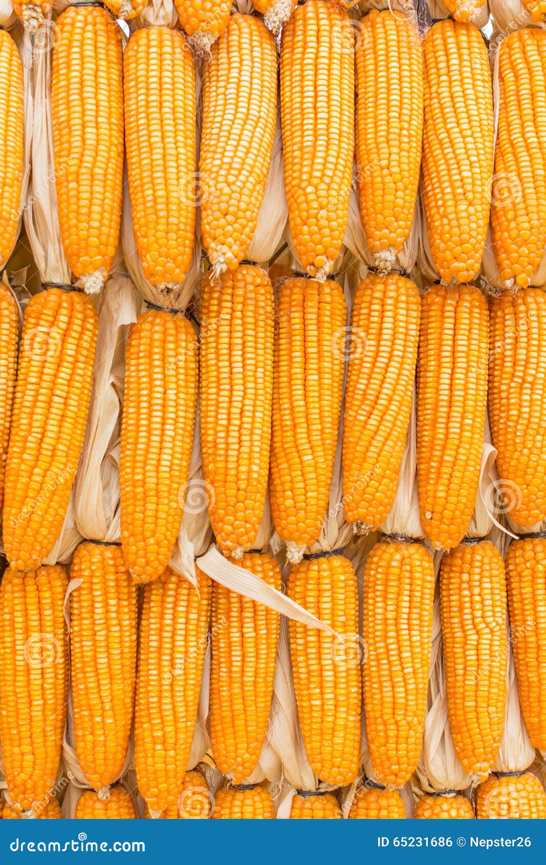 Yellow Dried Corn Bundle Together Texture Background Stock Photo ...