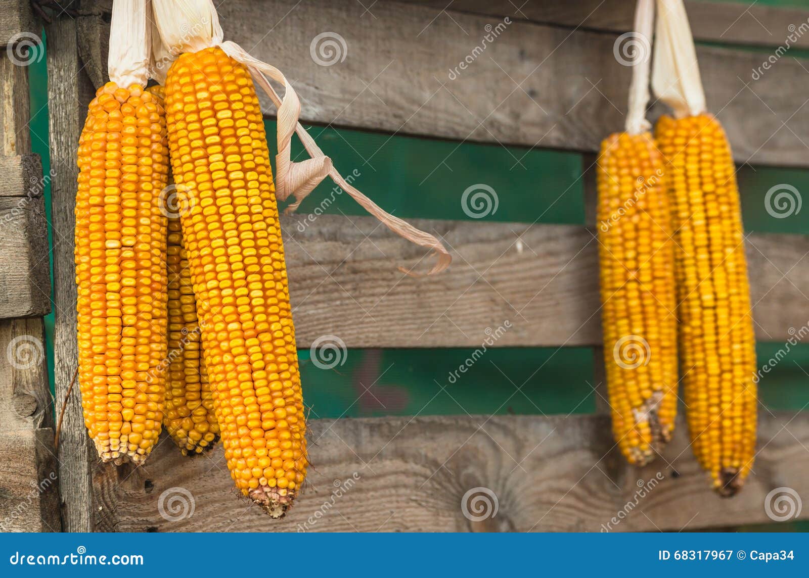 Yellow Dried Corn Bundle Together Texture Stock Image - Image of green ...