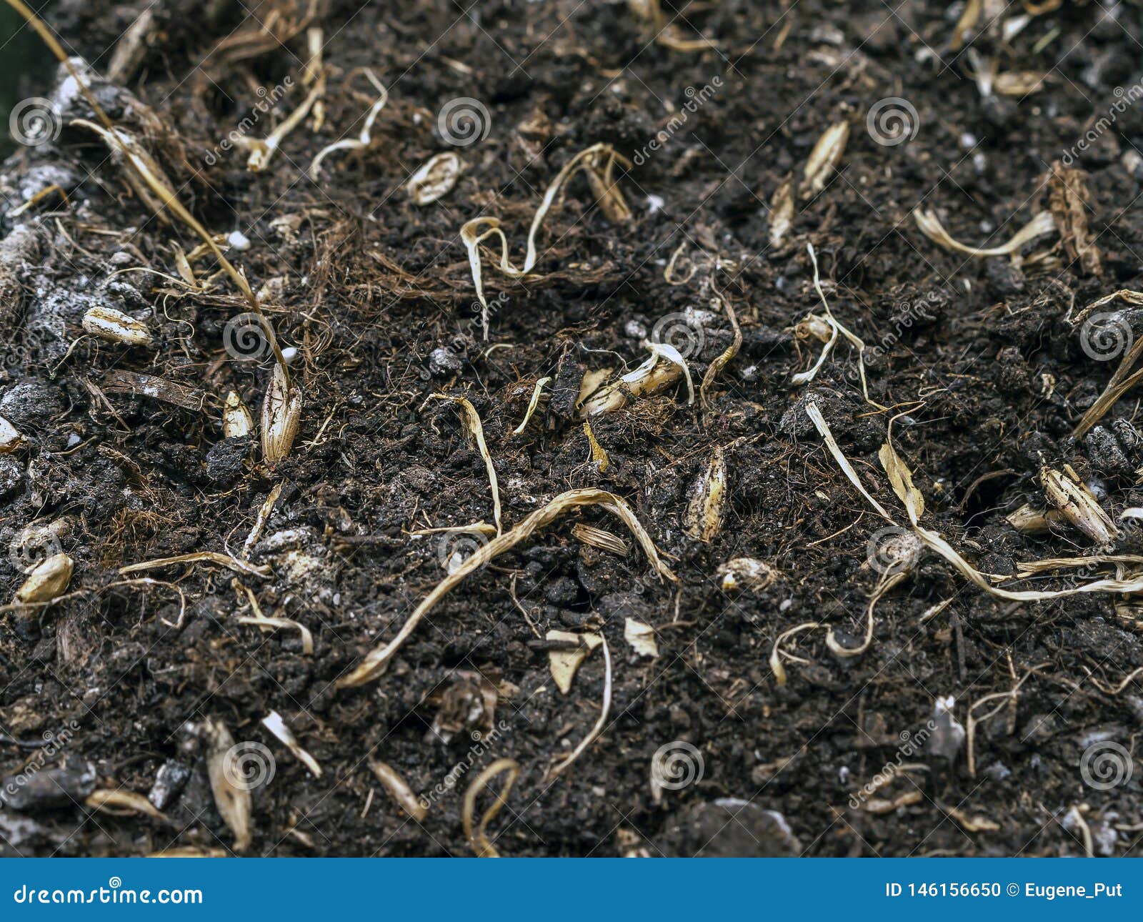 Yellow Dried Weeds and Seeds on the Ground. Soil Texture Background ...