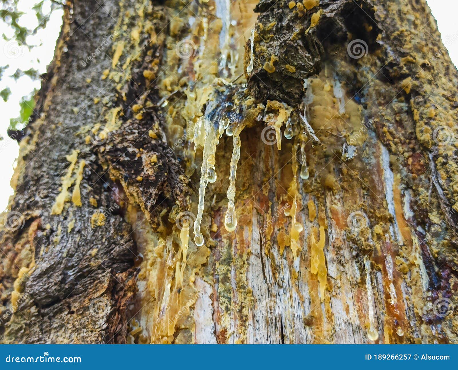 Yellow Drop of Resin on a Conifer Stock Image - Image of resin, amber ...
