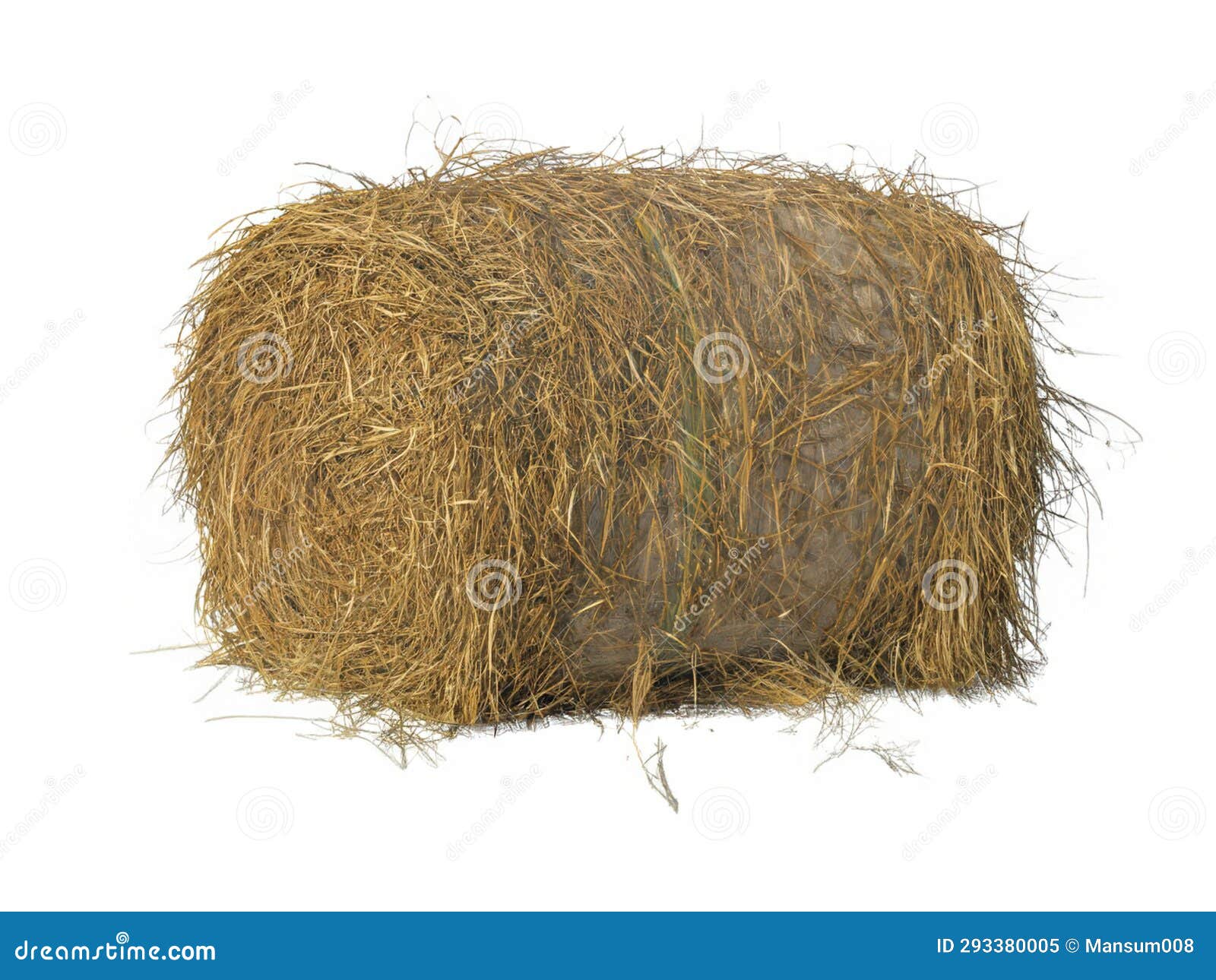 Yellow Dry Barley Straw Isolated on White Background Stock Image ...