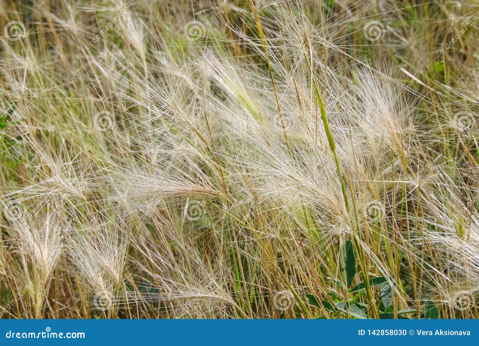 Yellow Dry Grass Close-up, Background or Texture Stock Photo - Image of ...