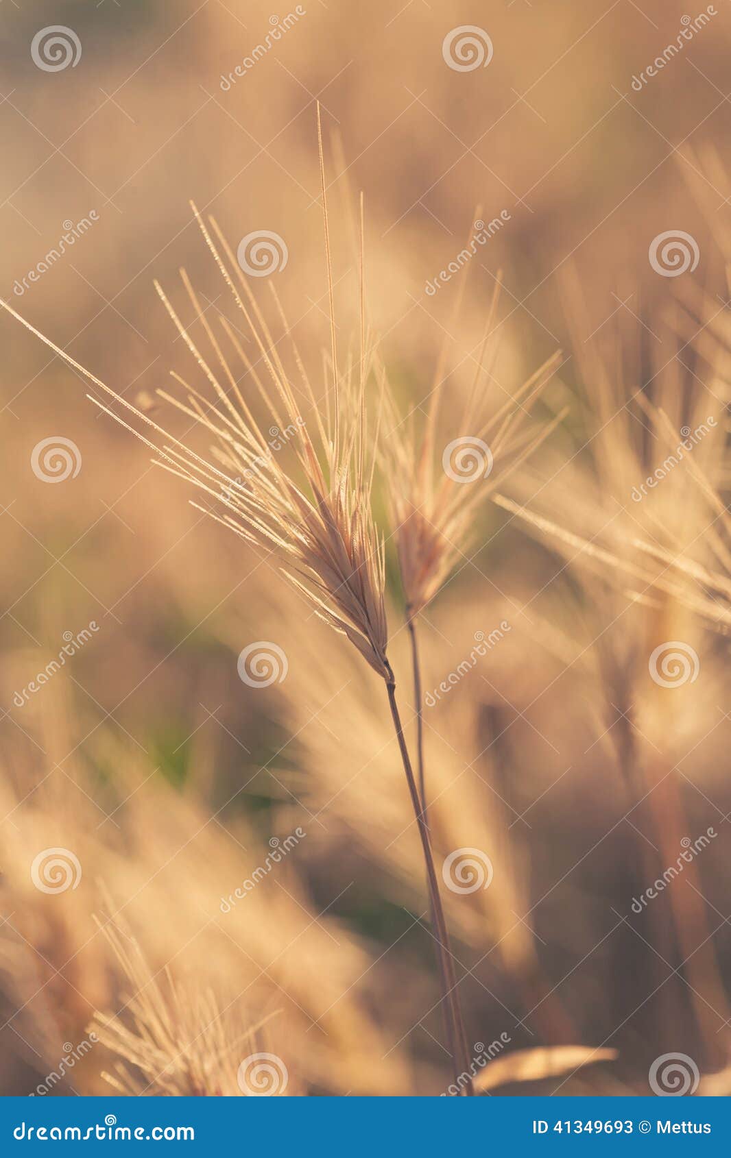 Yellow dry grass in desert stock image. Image of grass - 41349693