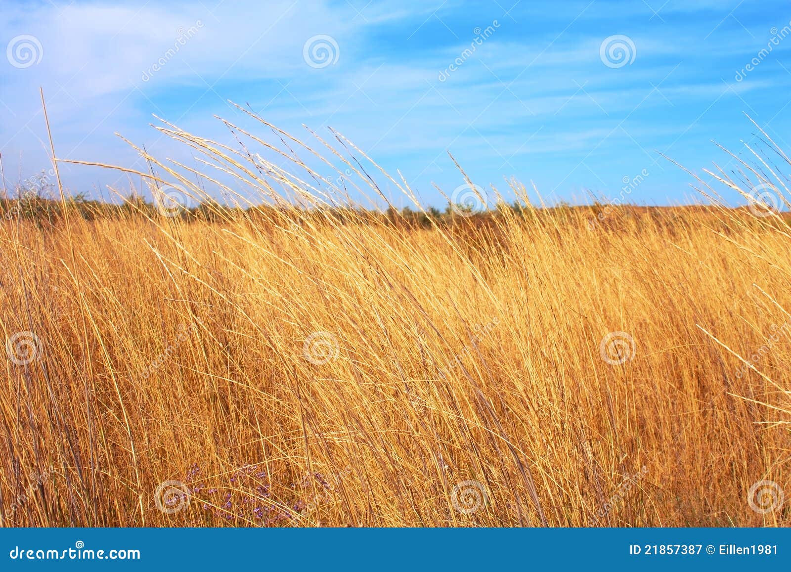 Yellow Dry Grass Field and Blue Sky Stock Image - Image of color ...