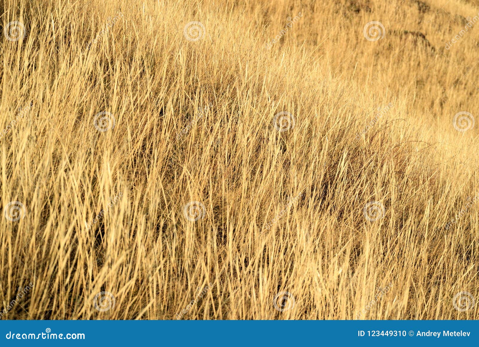 Yellow Dry Grass Texture View at an Angle Stock Photo - Image of farm ...