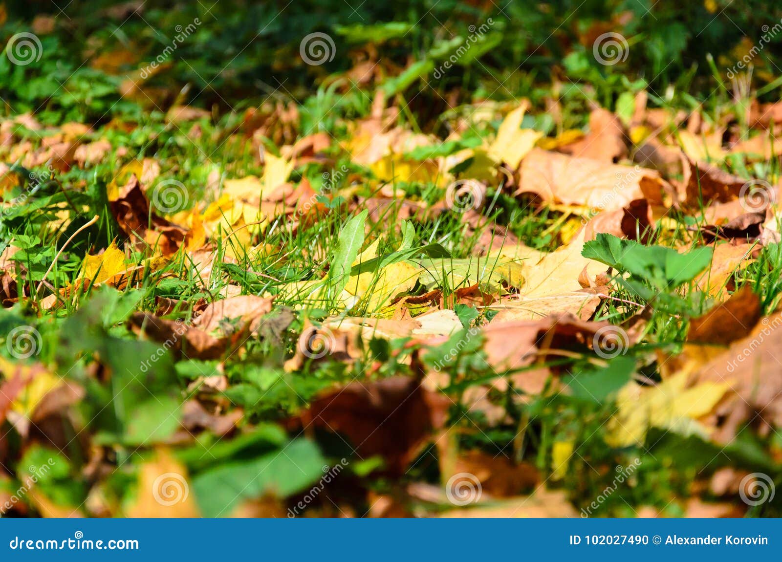 Yellow Dry Leaves Fall on the Green Grass. Stock Photo - Image of ...