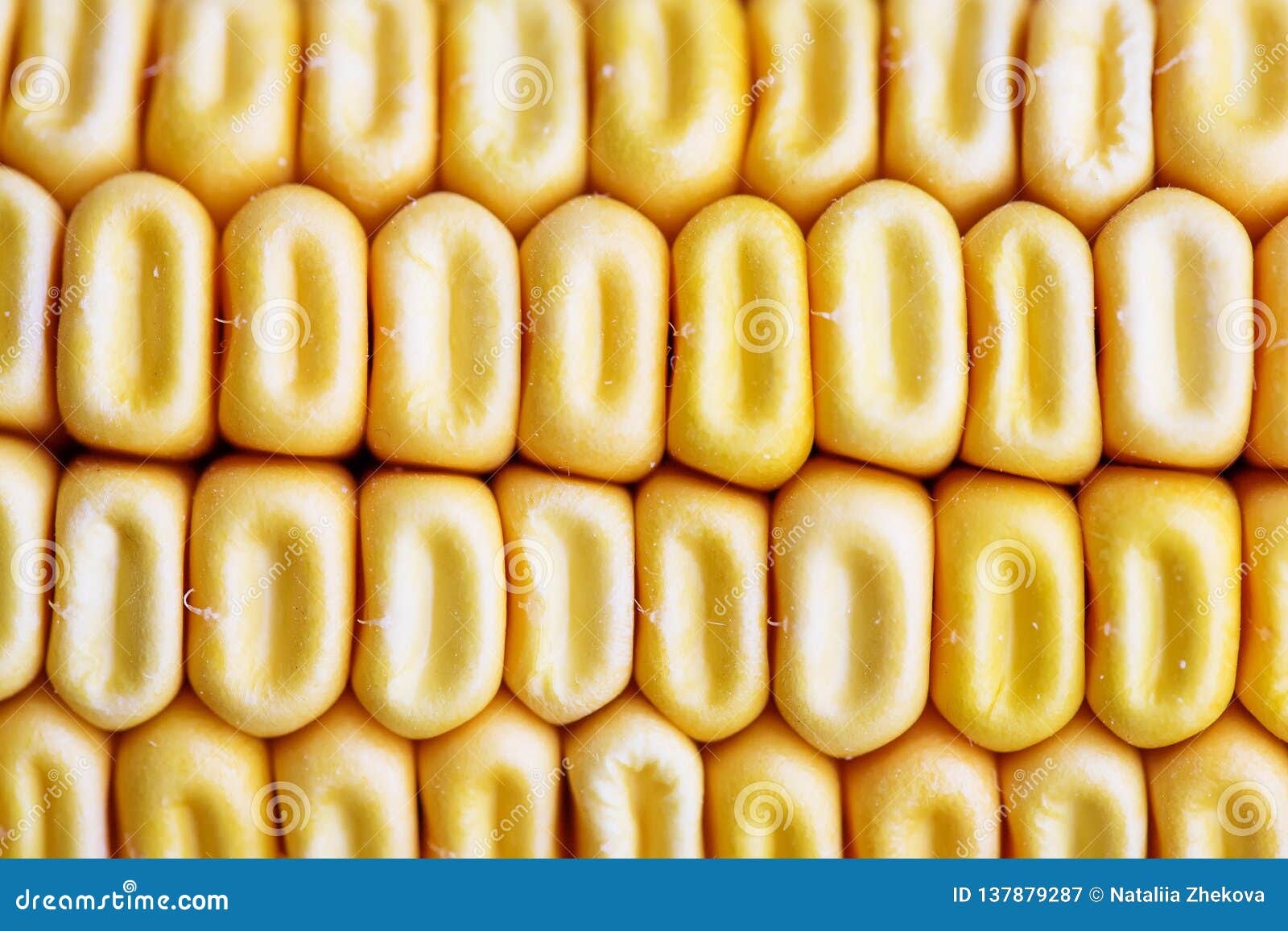 Yellow Dry Maize Texture Close Up Stock Image - Image of decoration ...