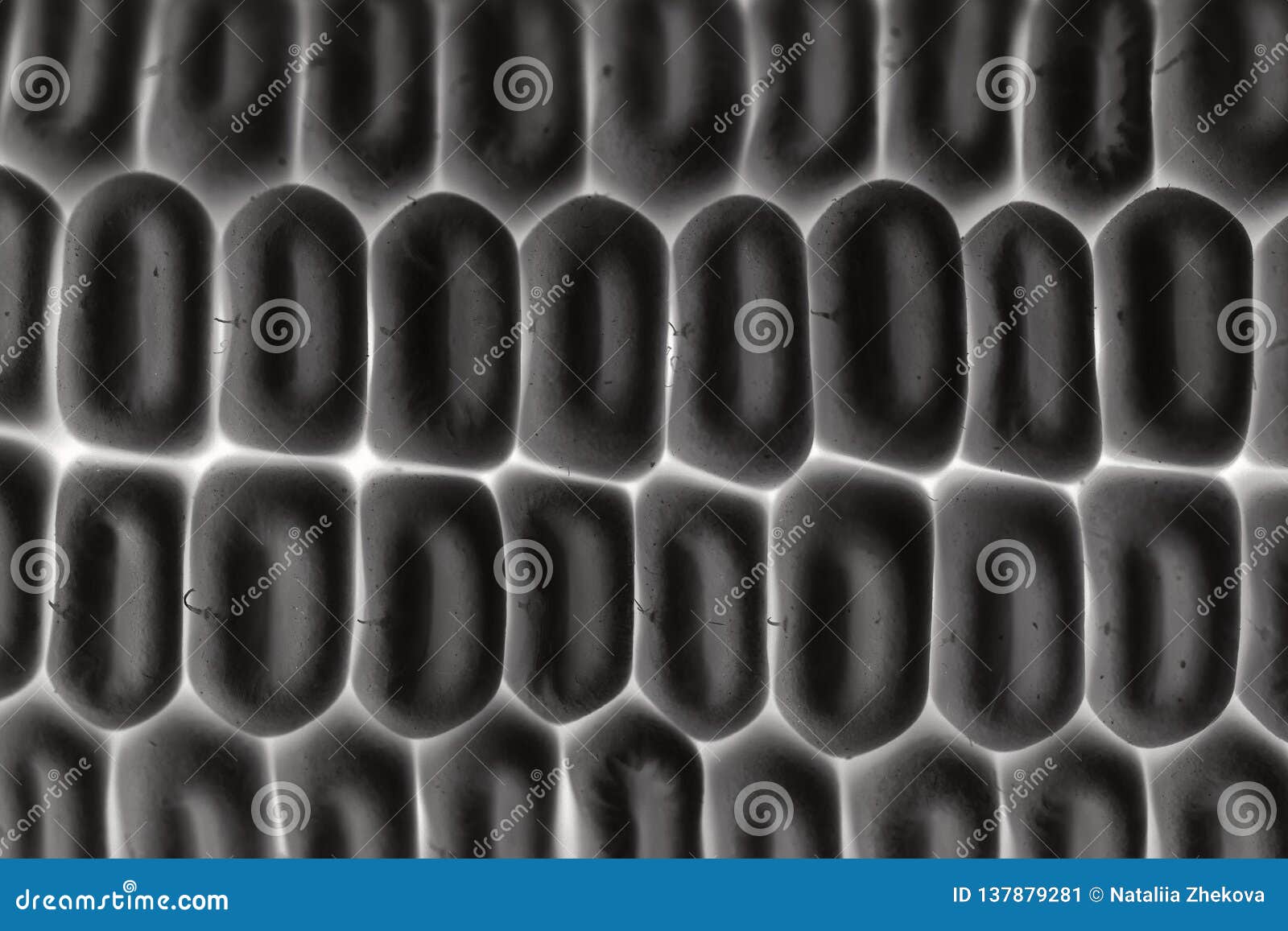 Yellow Dry Maize Texture Close Up Stock Image - Image of agriculture ...