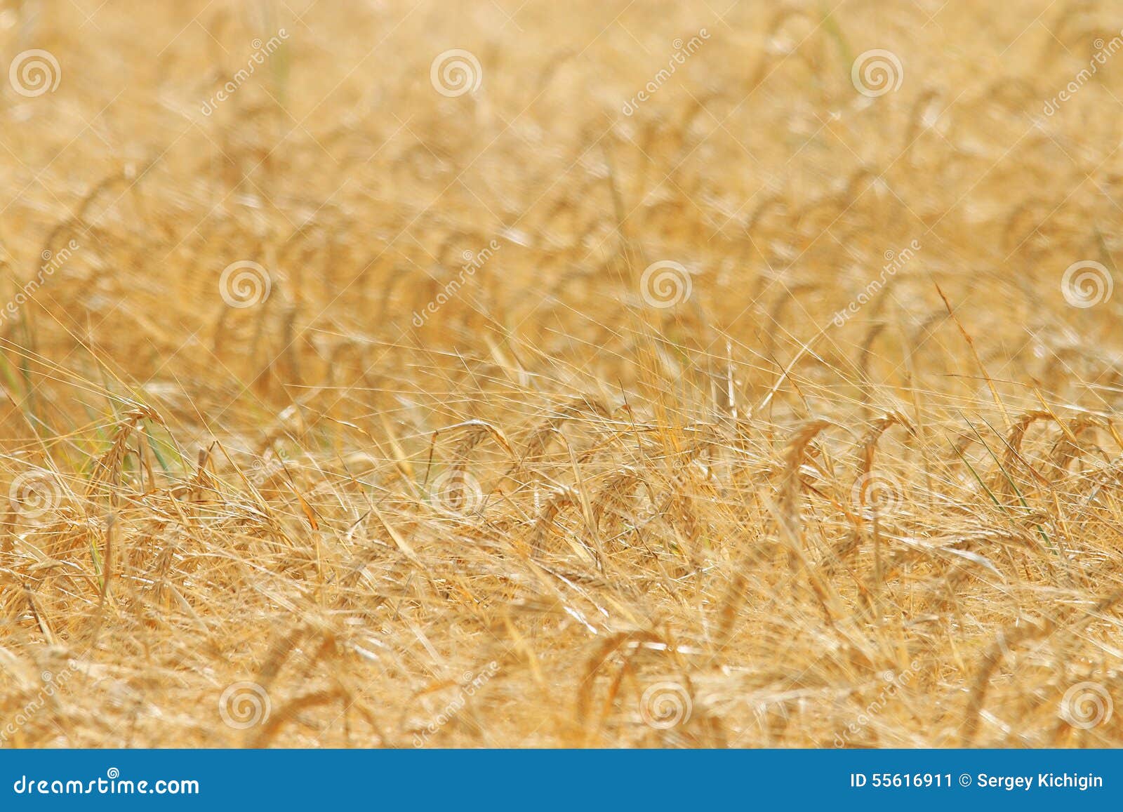 Yellow dry wheat field stock image. Image of field, outdoor - 55616911