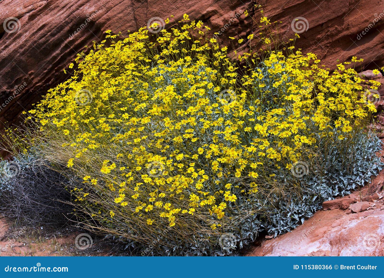 Yellow Dsesert Wildflower stock photo. Image of green - 115380366