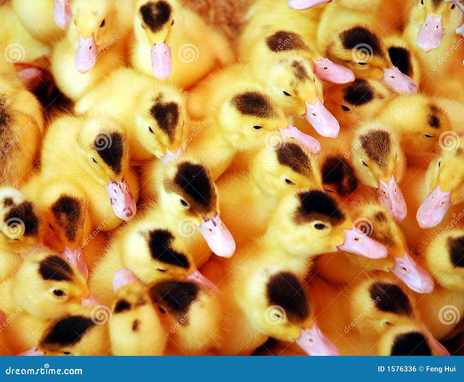 Yellow duck stock photo. Image of yellow, sichuan, lovely - 1576336