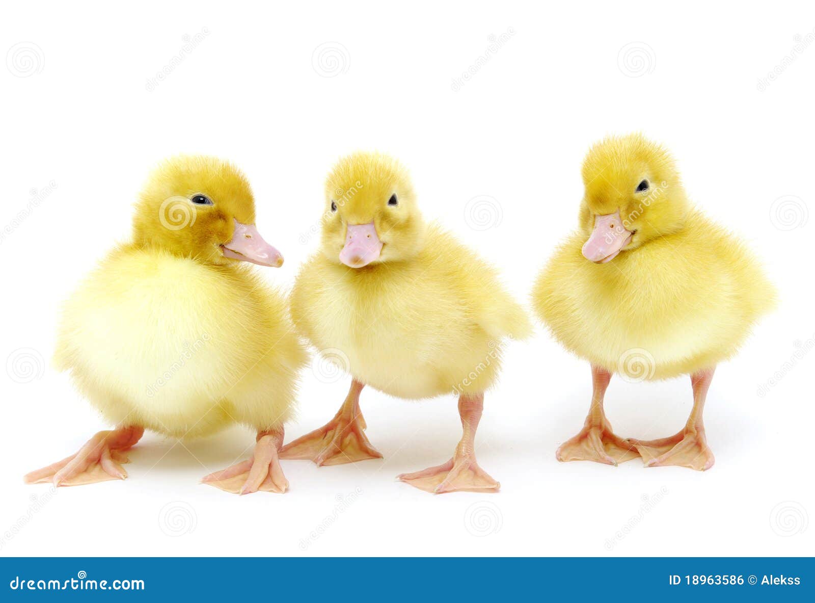 Yellow duck stock photo. Image of bird, feathers, holiday - 18963586