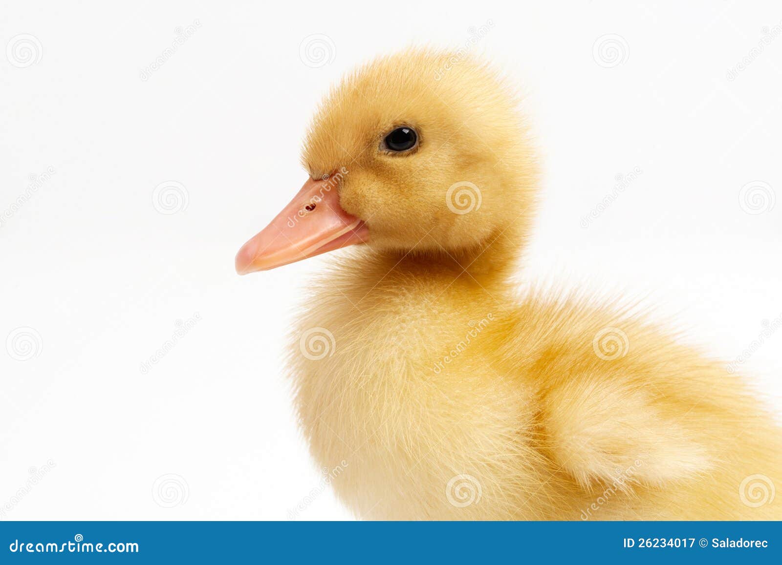 Yellow Duck Royalty-Free Stock Photography | CartoonDealer.com #59728169