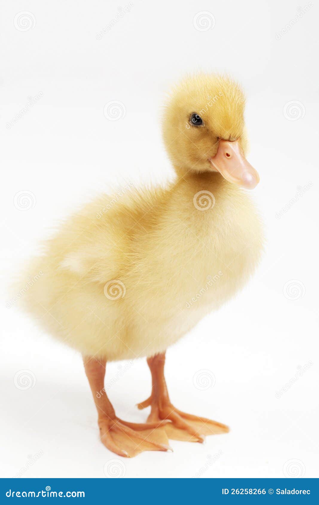 Yellow Duck Royalty-Free Stock Photography | CartoonDealer.com #59728169