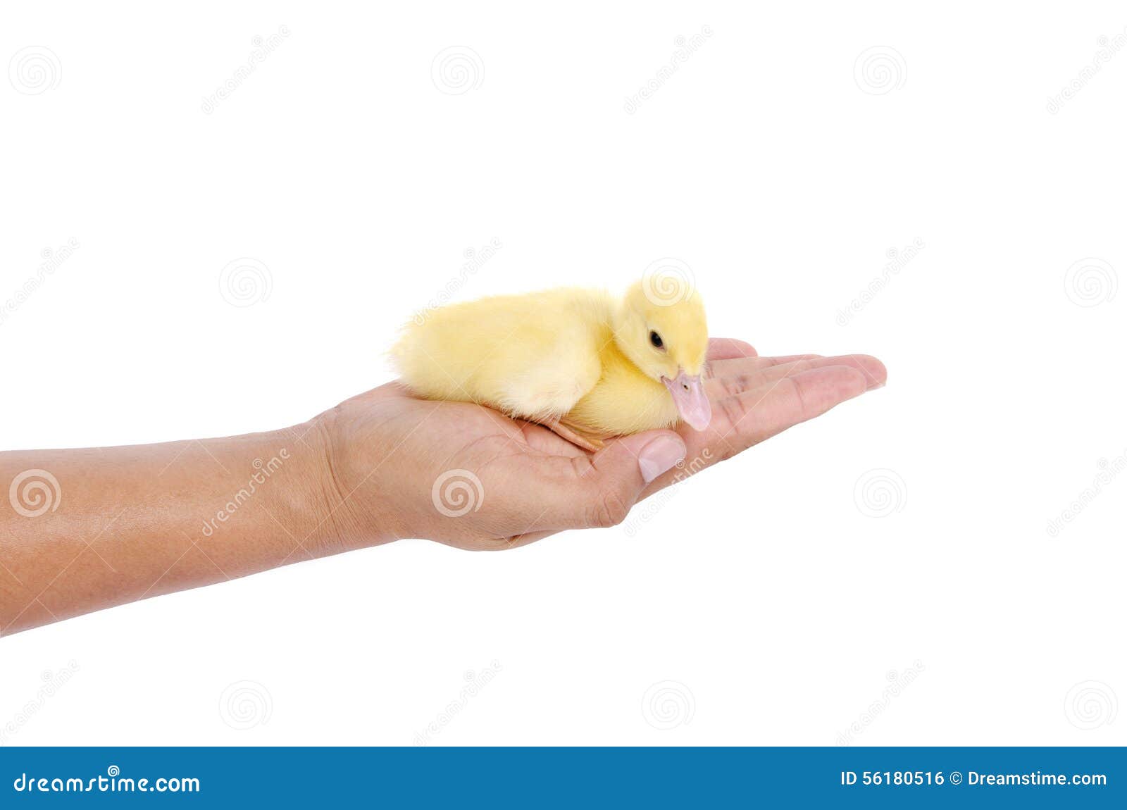 Yellow duck in human hand stock photo. Image of bird - 56180516