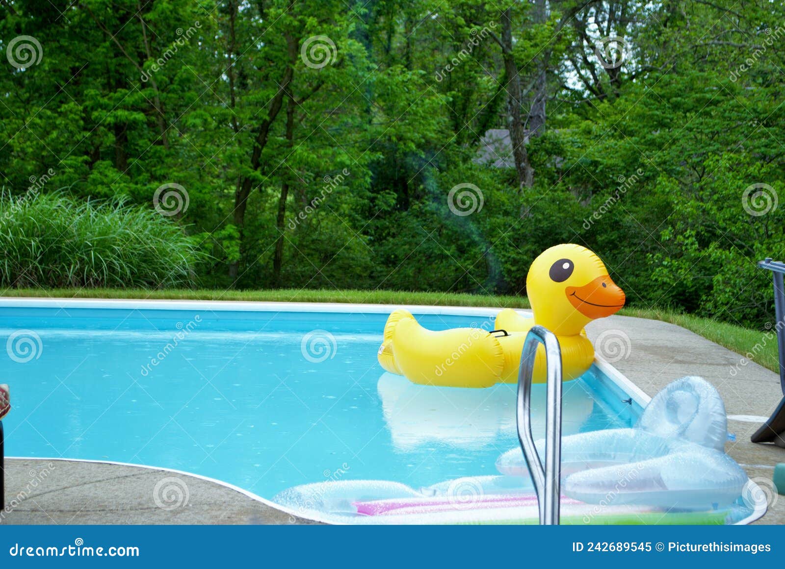 Yellow Duck Inflatable Floating in a Backyard Swimming Pool Stock Image ...
