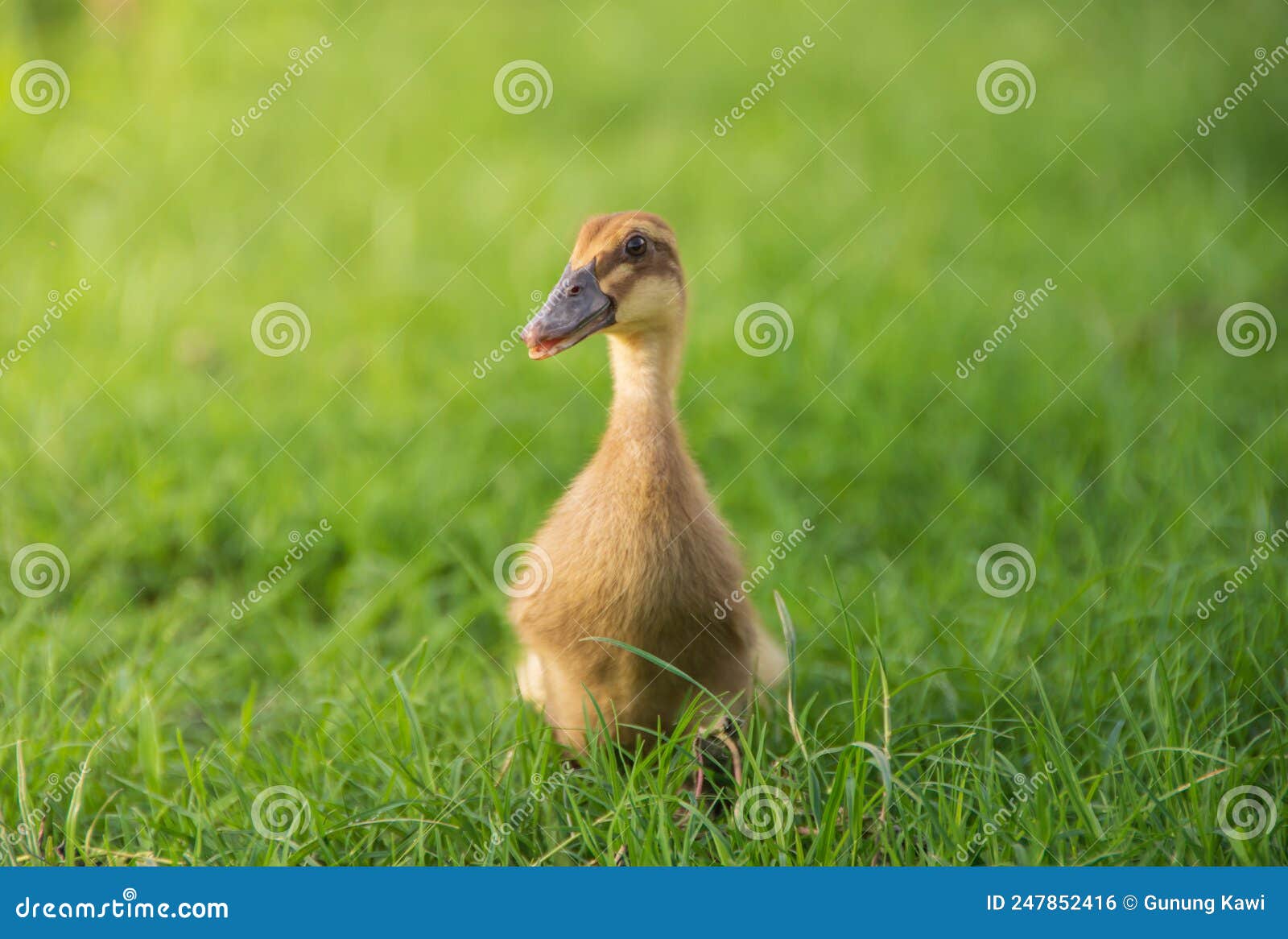 Yellow Duckling by the River Stock Photo - Image of little, river ...