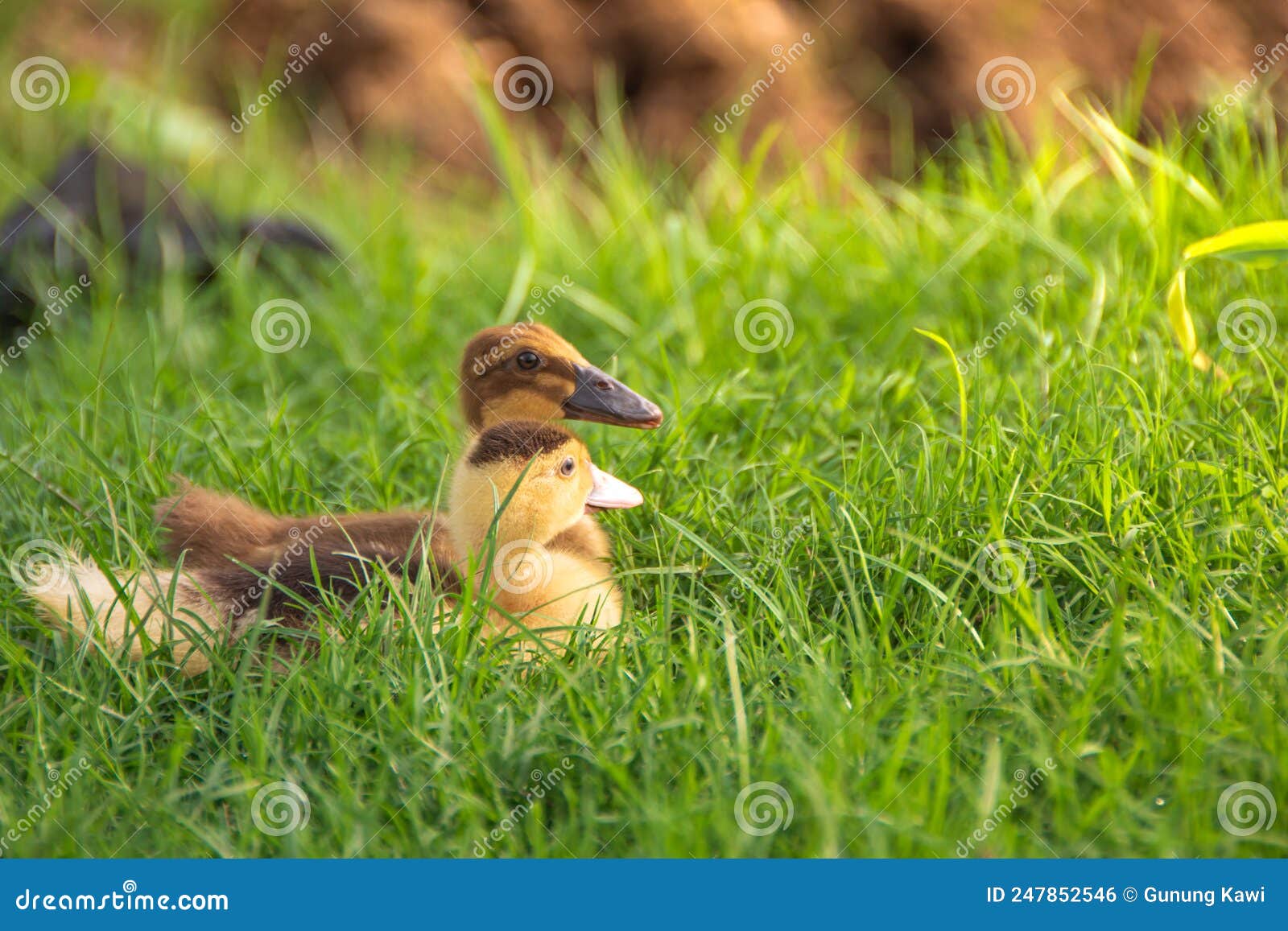 Yellow Duckling by the River Stock Photo - Image of mallard, group ...