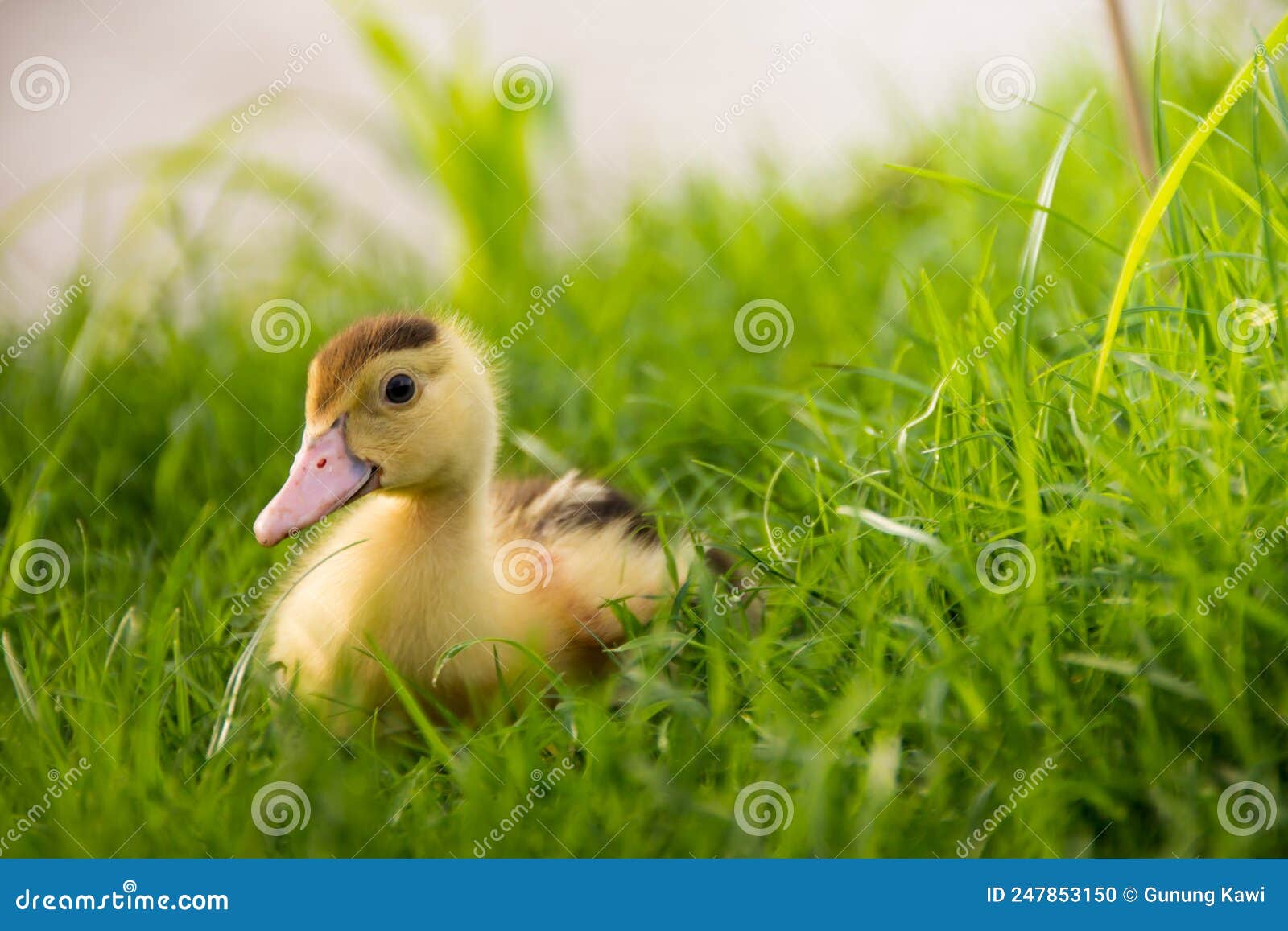 Yellow Duckling by the River Stock Photo - Image of water, group: 247853150