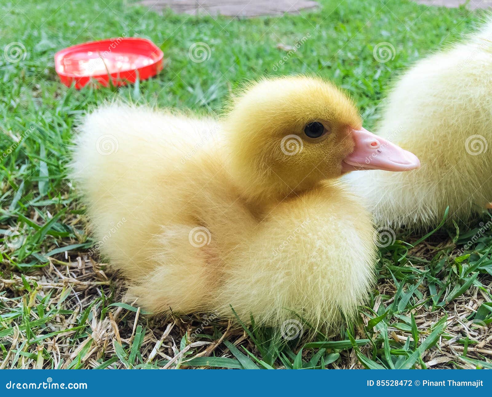 Yellow duckling sit. stock photo. Image of farm, field - 85528472
