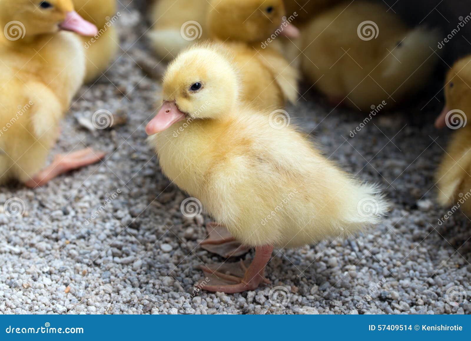 Yellow ducklings stock photo. Image of animal, chick - 57409514
