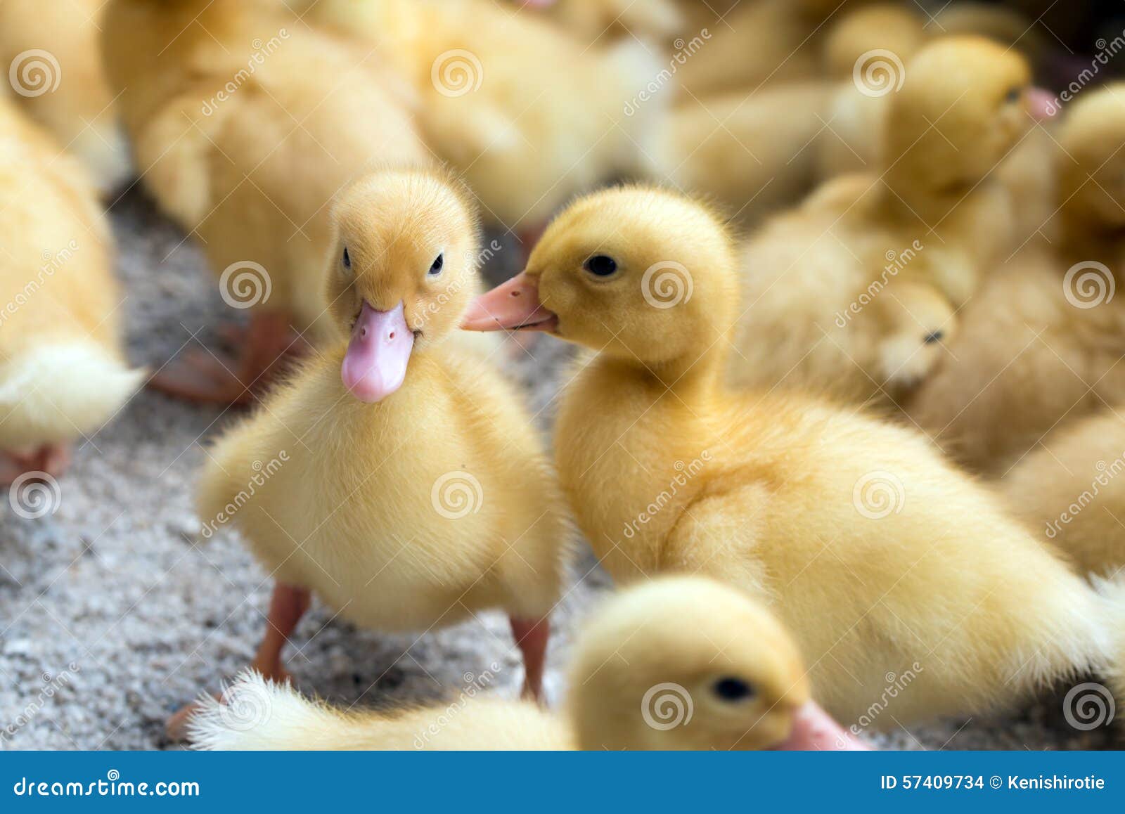 Yellow ducklings stock photo. Image of duckling, baby - 57409734