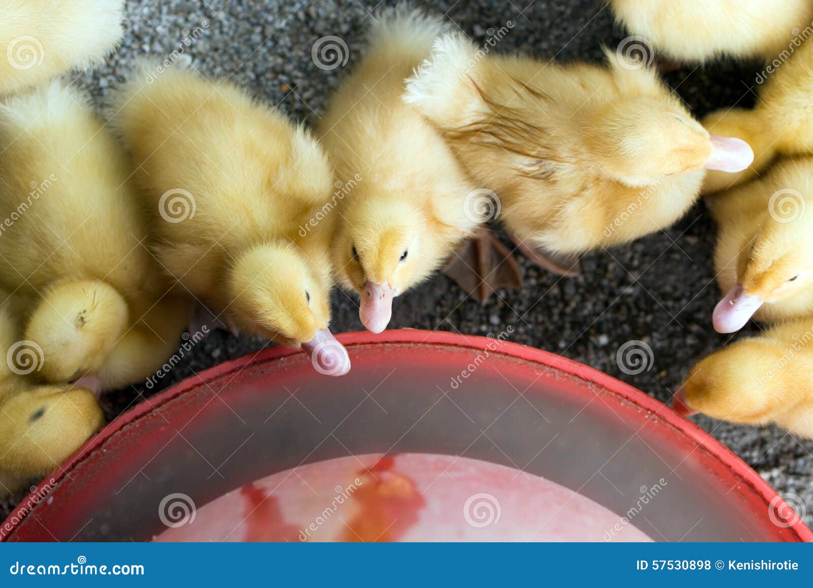 Yellow ducklings stock photo. Image of fluffy, baby, beak - 57530898