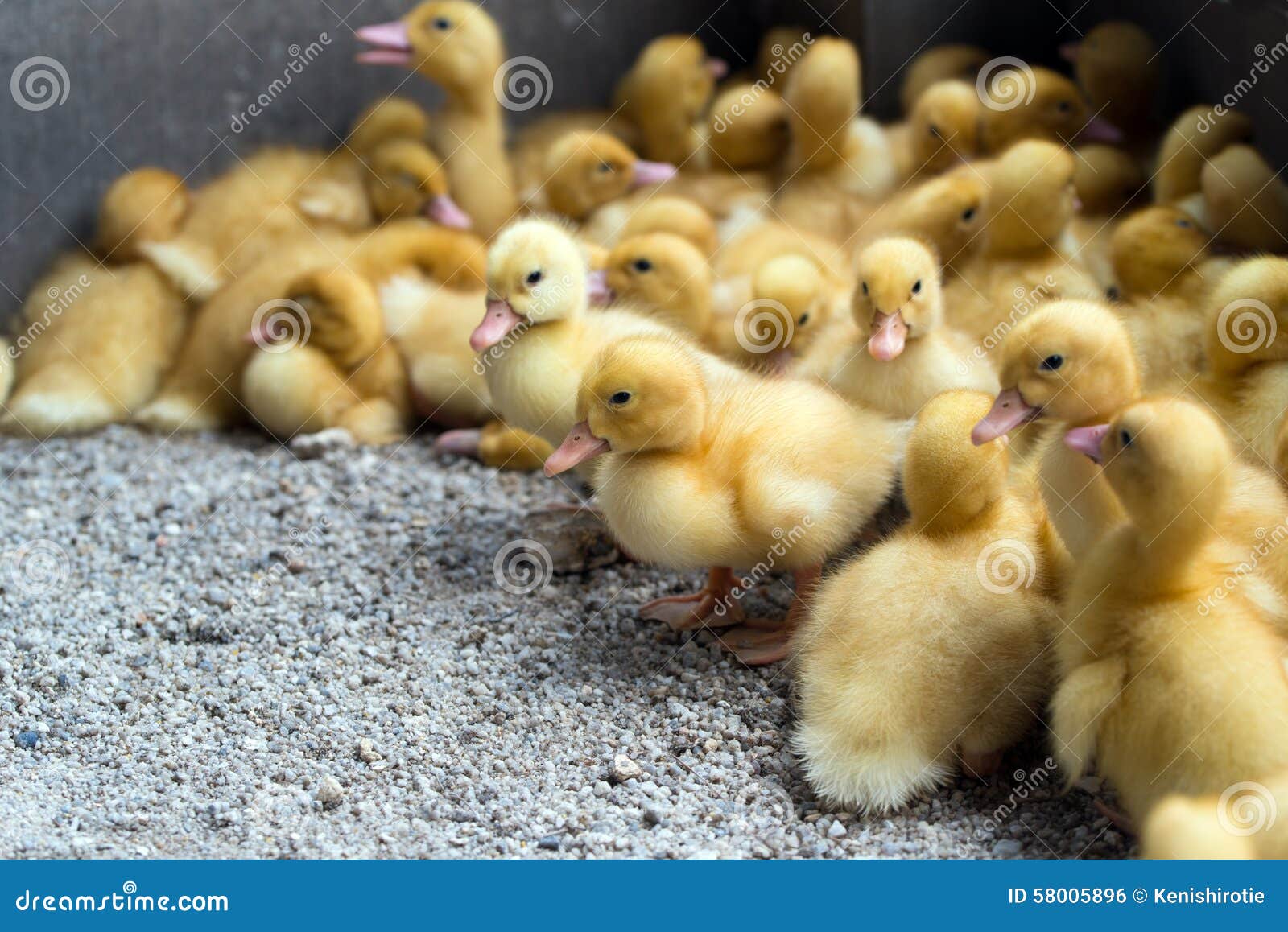 Yellow ducklings stock photo. Image of small, ducks, beak - 58005896