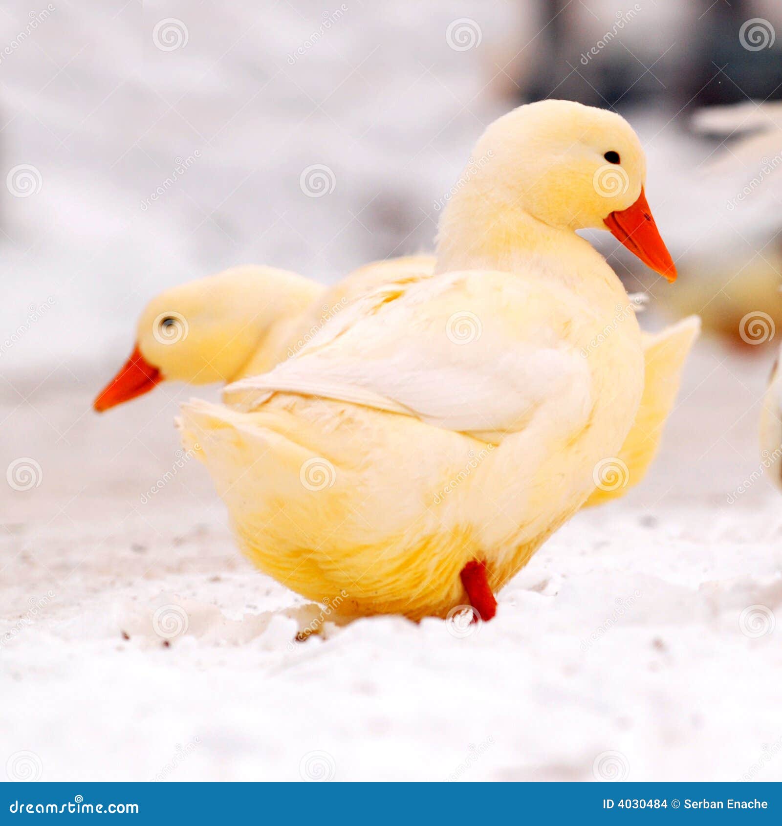 Yellow ducks in snow stock photo. Image of ducks, avian - 4030484