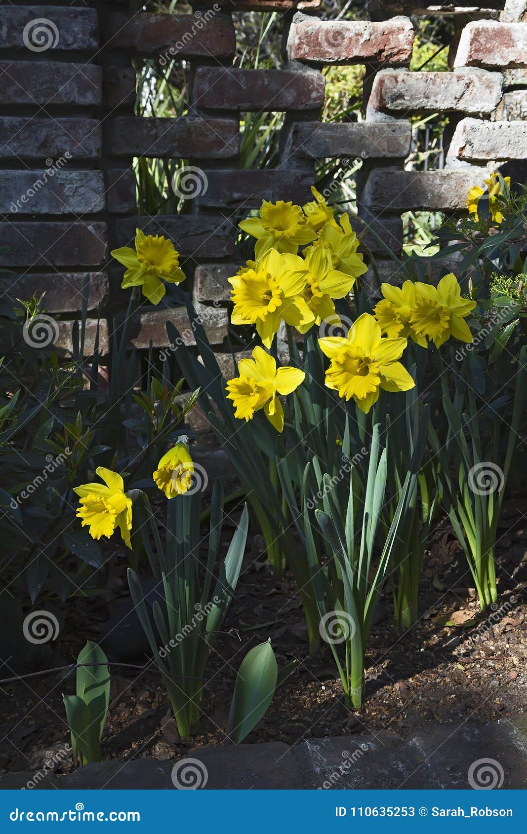 Yellow Dutch Master Daffodils in Spring Garden Stock Image - Image of ...