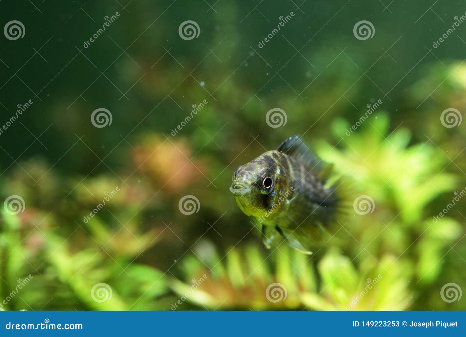 Cichlid Apisto Neon Blue Head Aquarium Fish Apistogramma Resticulosa ...
