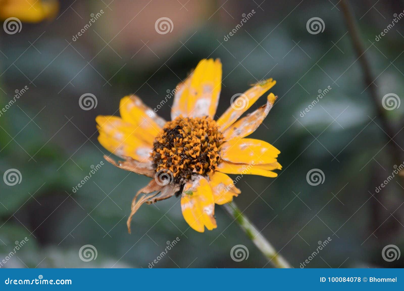 Dying flower stock photo. Image of yellow, dying, stem - 100084078