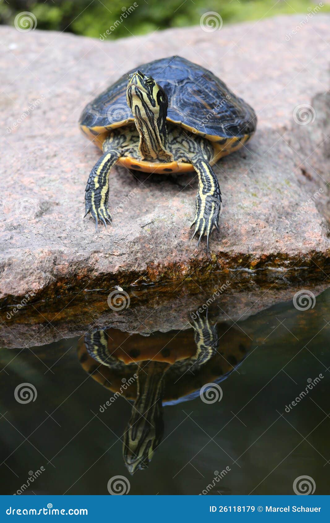 Yellow Eared Slider stock image. Image of creature, redeared - 26118179