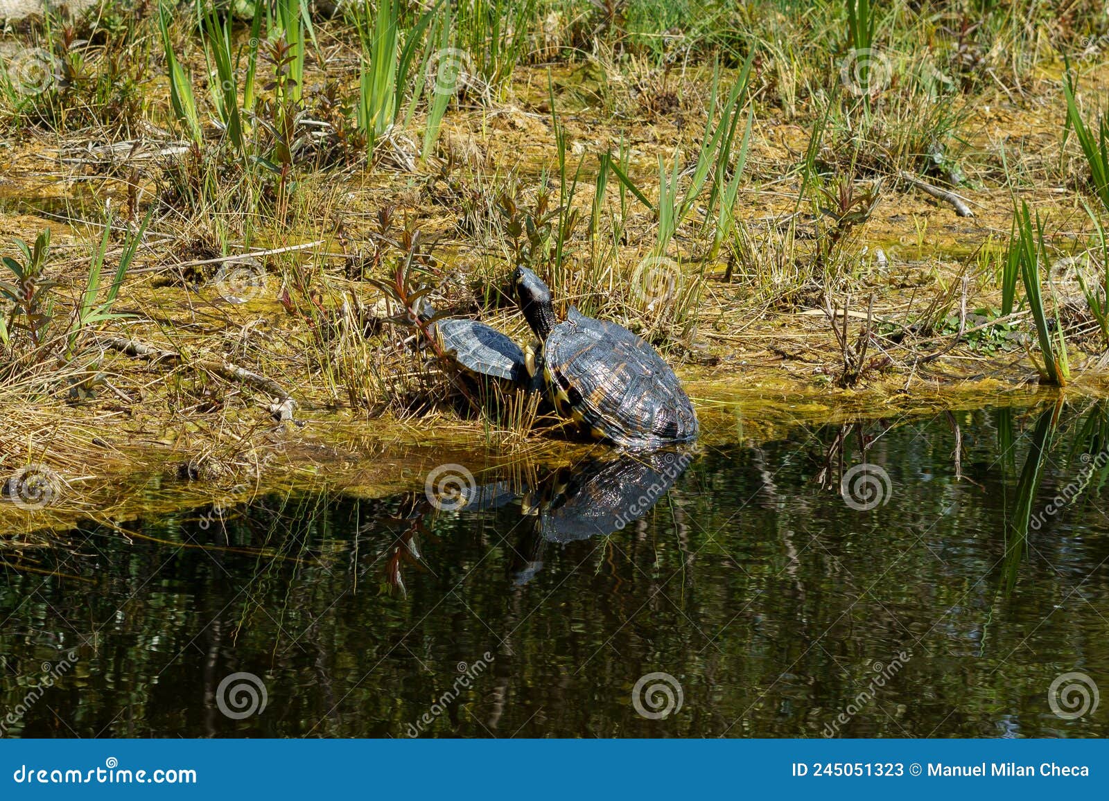 Yellow-eared Slider, Trachemys Scripta is a Turtle of the Family ...