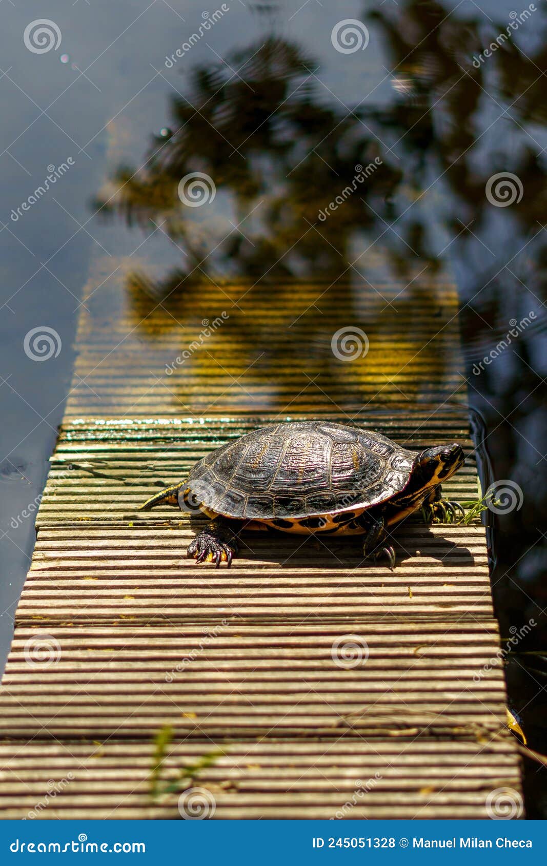 Yellow-eared Slider, Trachemys Scripta is a Turtle of the Family ...