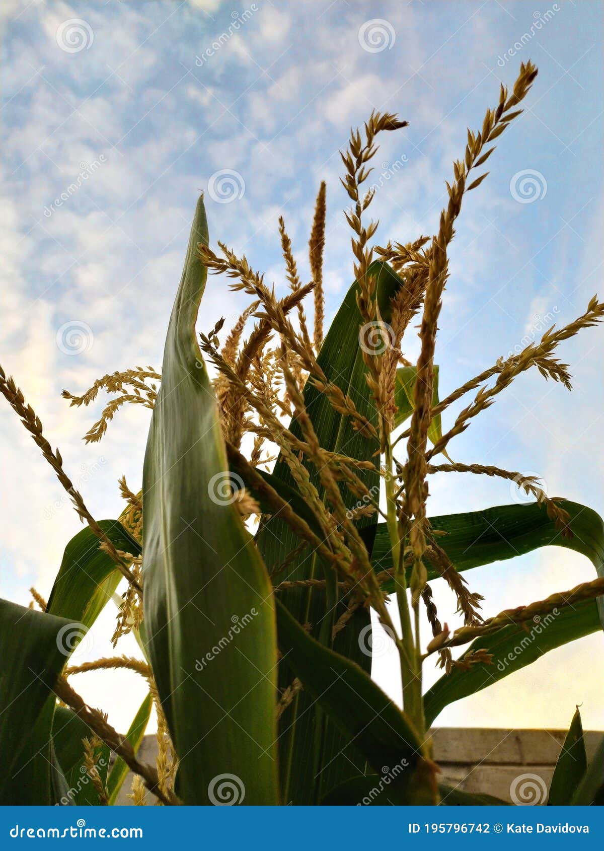 Yellow Ears of Corn, Against the Sky Stock Photo - Image of yellow ...