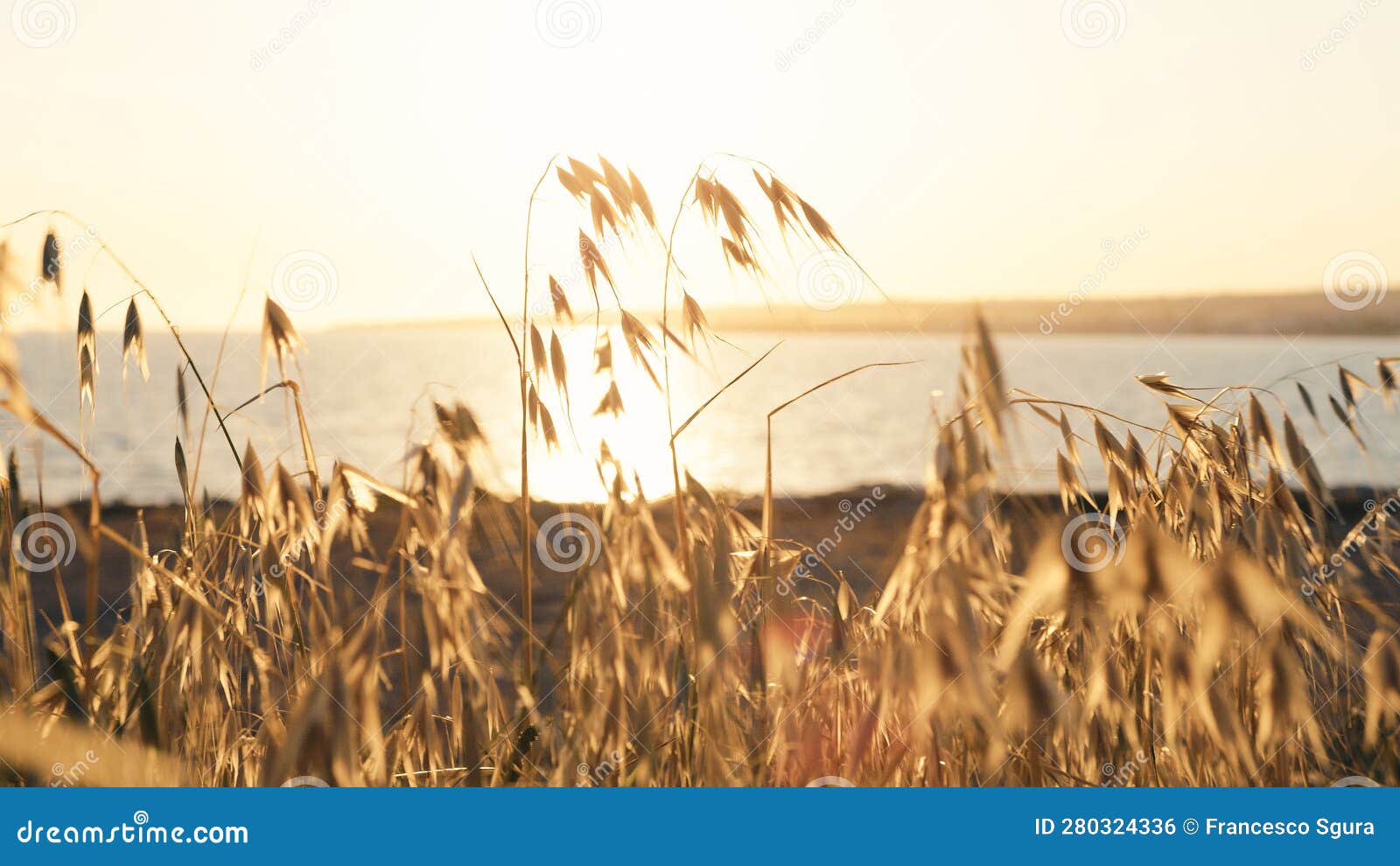Yellow Ears of Corn Blowing in the Wind Stock Photo - Image of growth ...