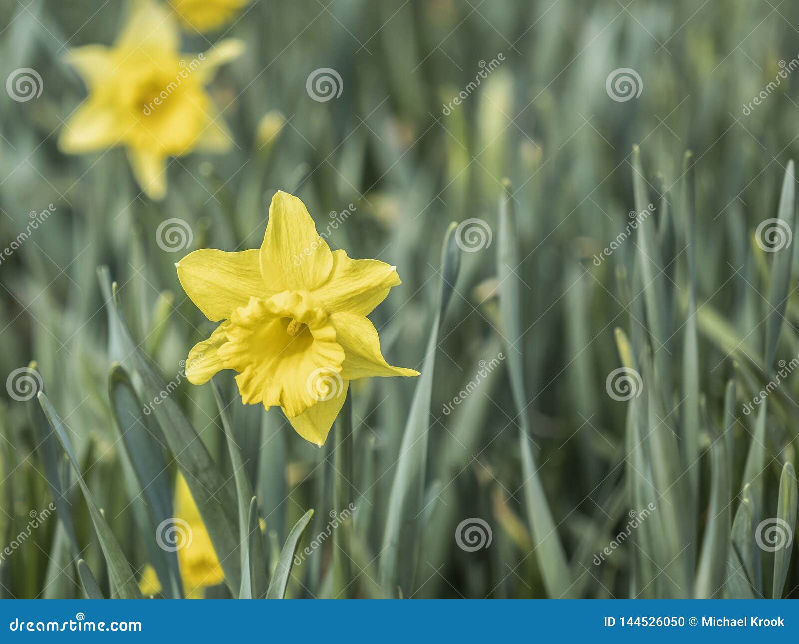 A yellow easter daffodils stock photo. Image of isolated - 144526050