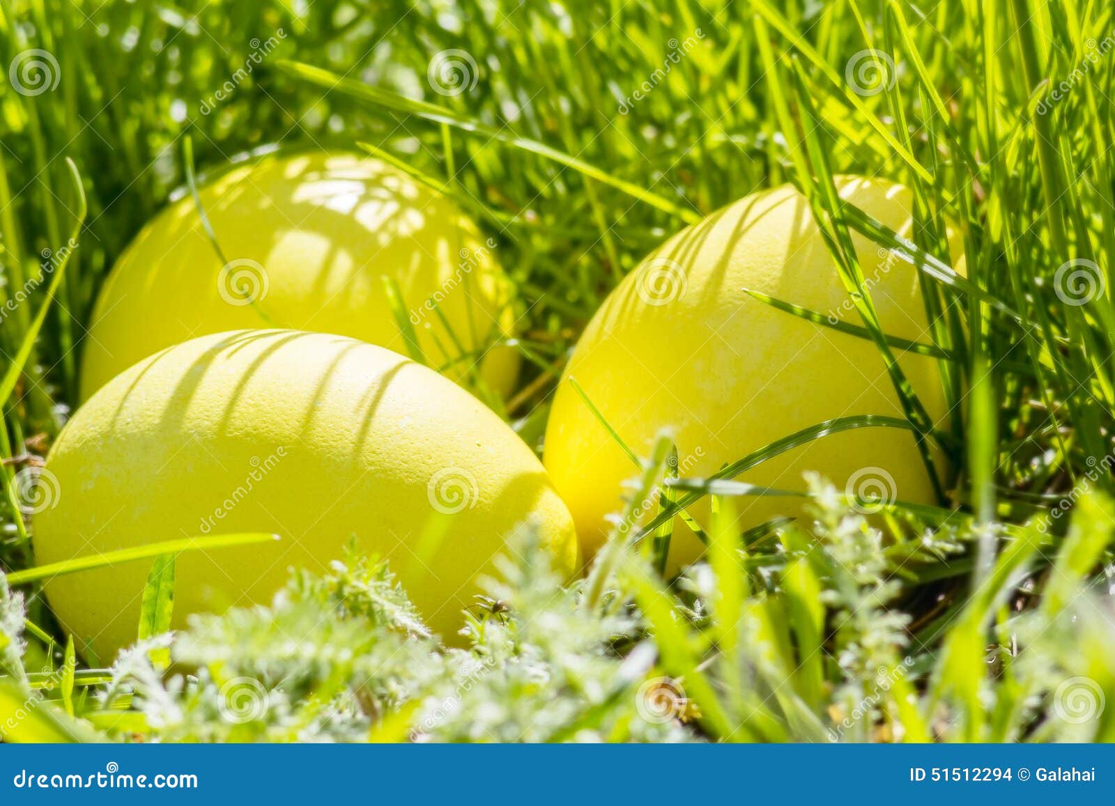 Yellow Easter Eggs in Grass, Closeup Stock Photo - Image of three, rural: 51512294