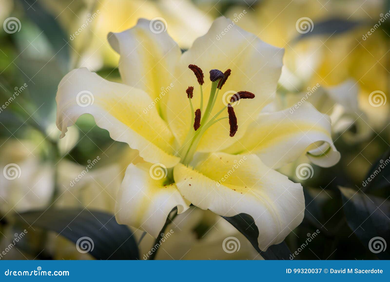 Yellow easter Lilly stock image. Image of beautiful, flowers - 99320037