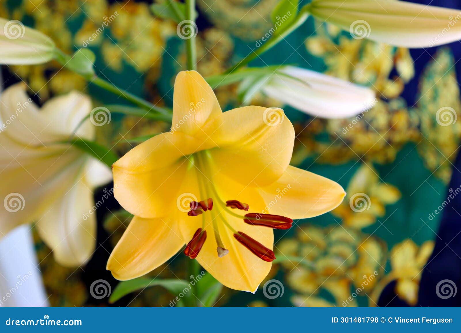 Yellow Petal Easter Lily Opens 08 Stock Photo - Image of natural ...