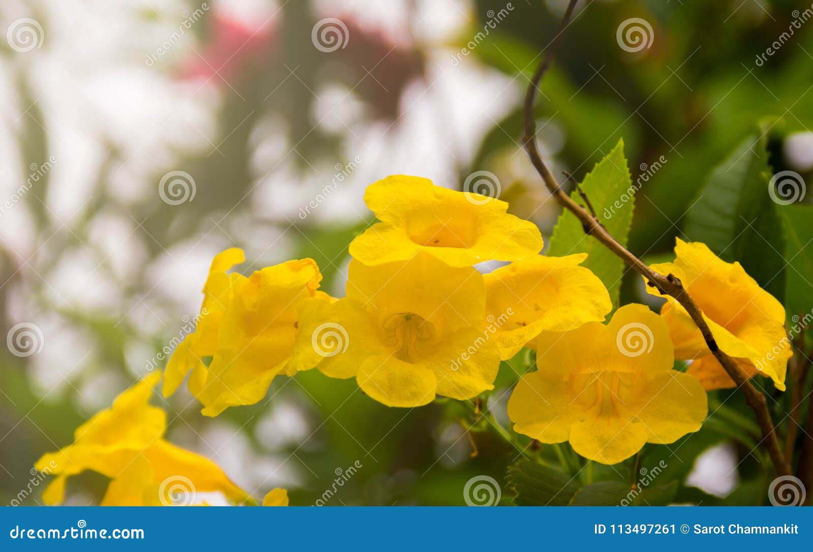 Yellow Elder Flowers Bloom on the Trees in the Garden. Stock Image ...