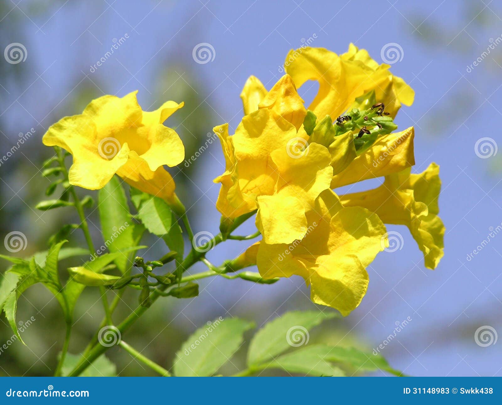 Yellow Elder, Magnoliophyta, Angiospermae Of Name Gold Yellow Color ...