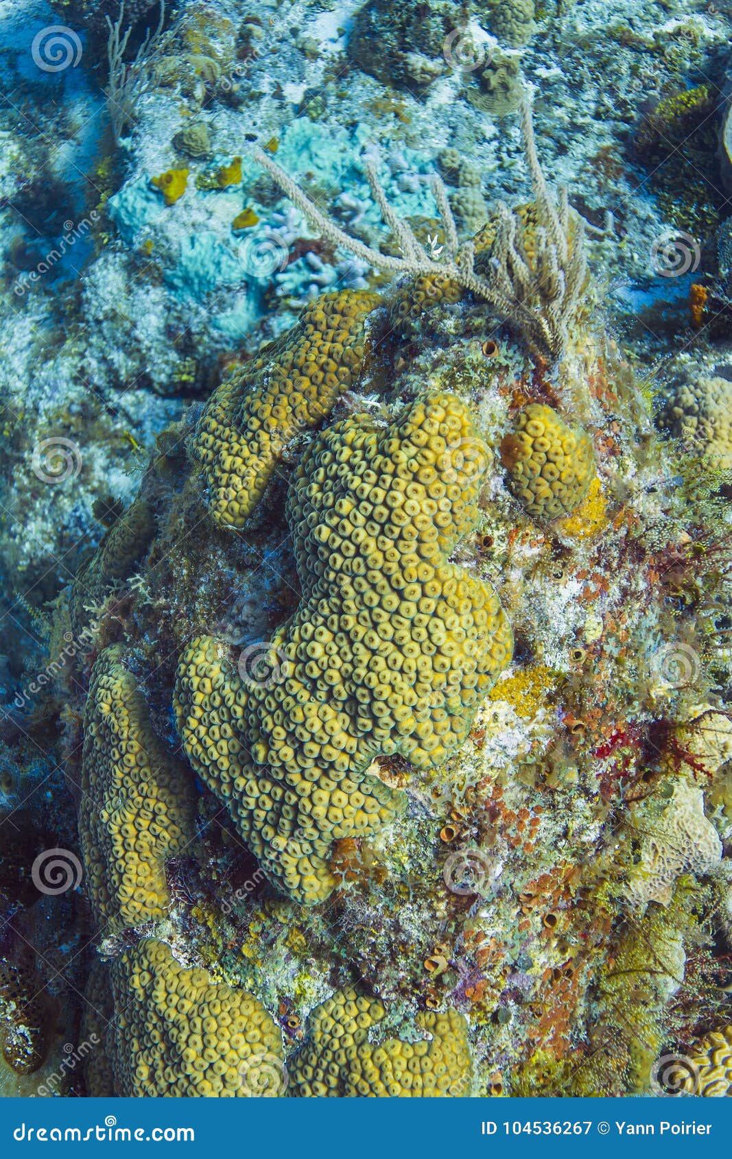 Coral encrusting sponge stock image. Image of tropical - 104536267