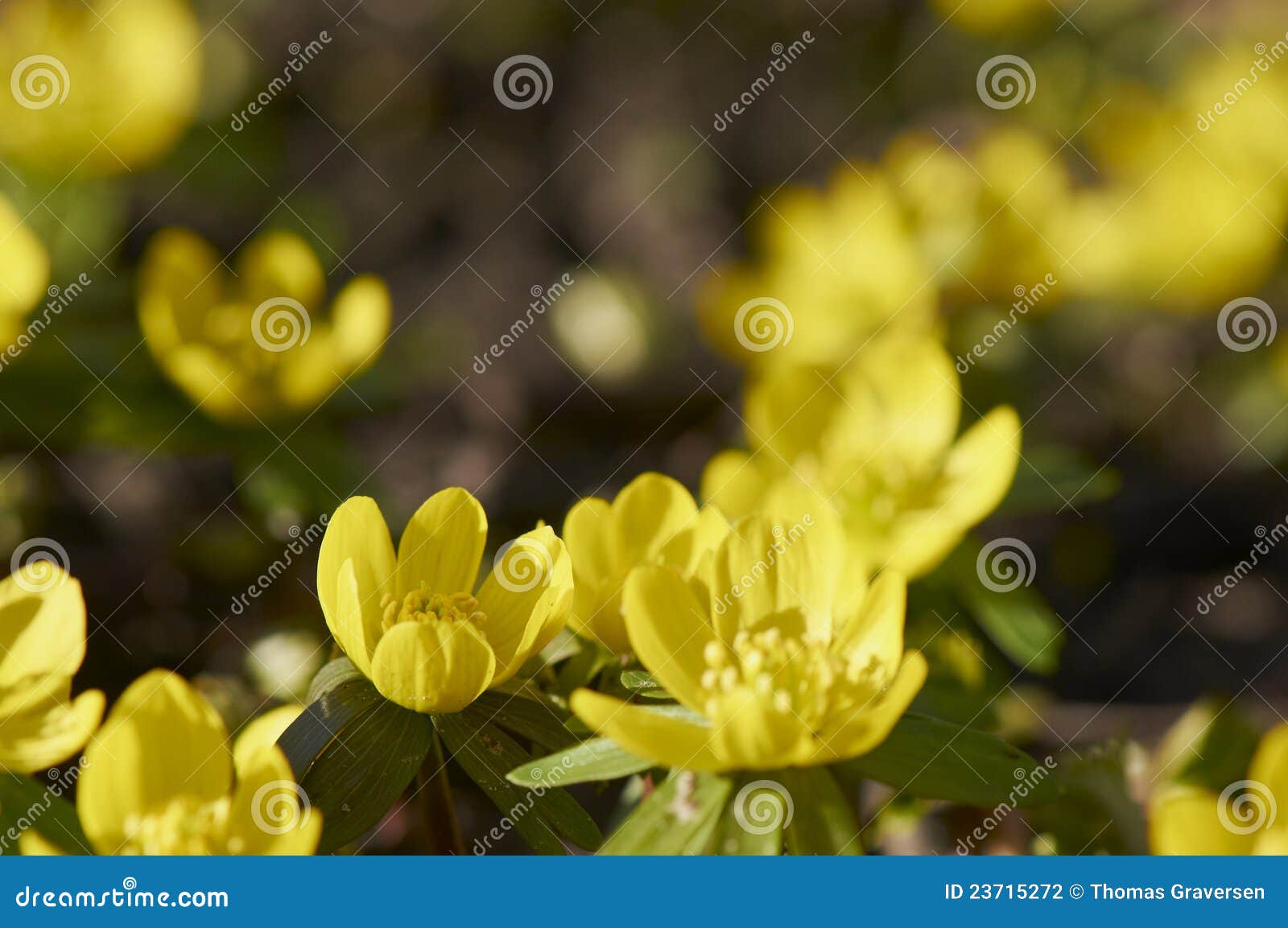 Yellow Eranthis Flowers stock photo. Image of harbinger - 23715272
