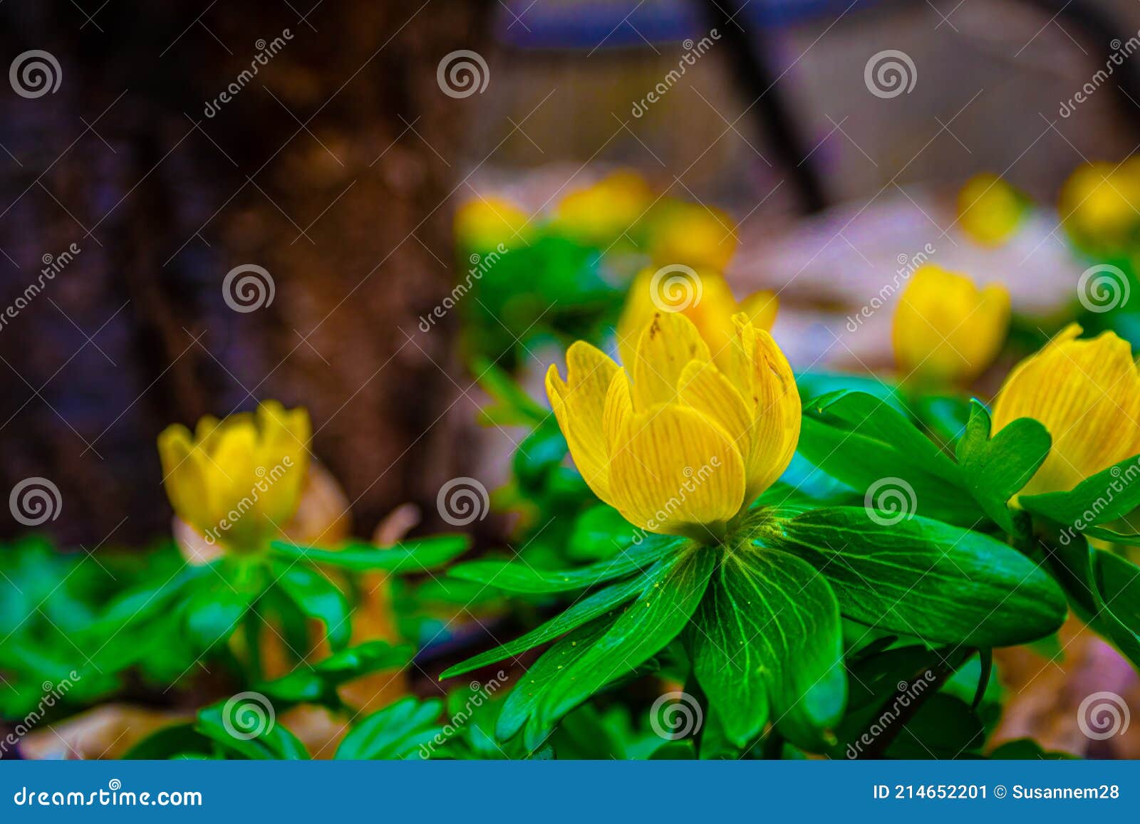 Yellow Eranthis in the Nature Stock Image - Image of leaf, blossom ...