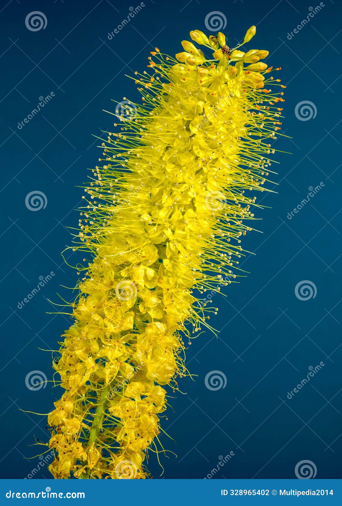 Yellow Eremurus Flower on a Blue Background Stock Photo - Image of ...