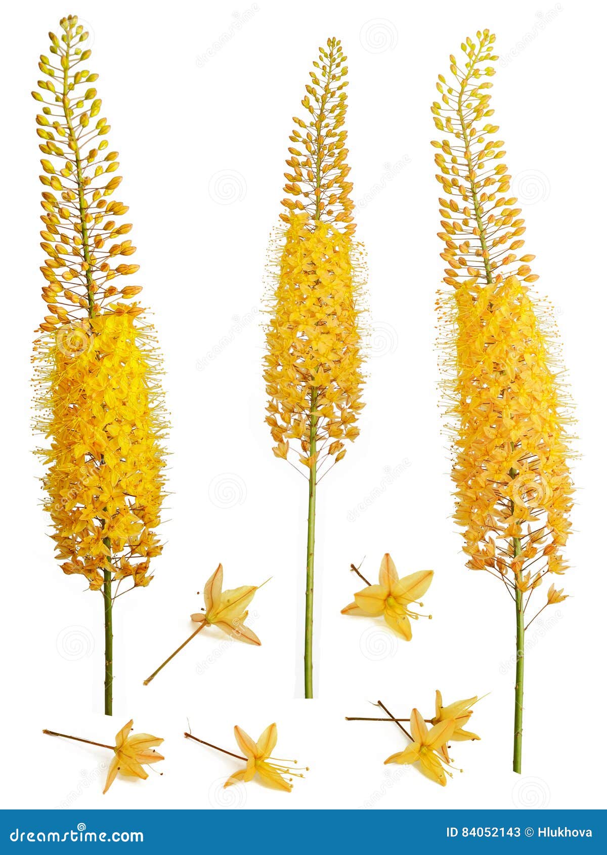 Yellow Eremurus robustus stock image. Image of native - 84052143